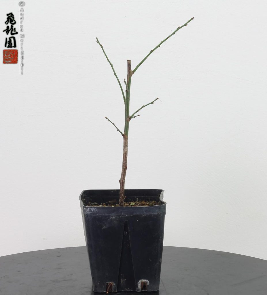 Prunus mume – Hiryuen