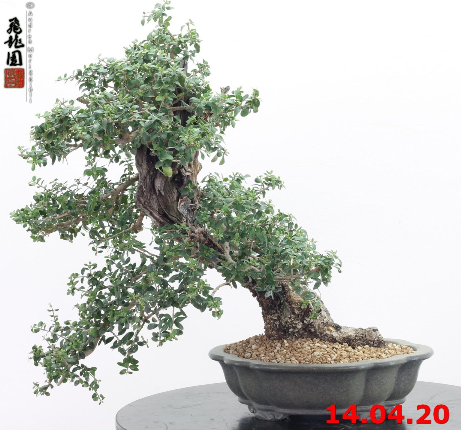 Olea oleaster – Hiryuen