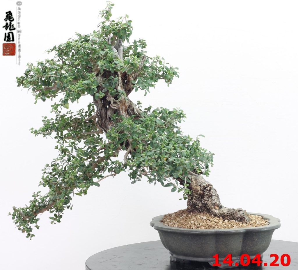 Olea oleaster – Hiryuen