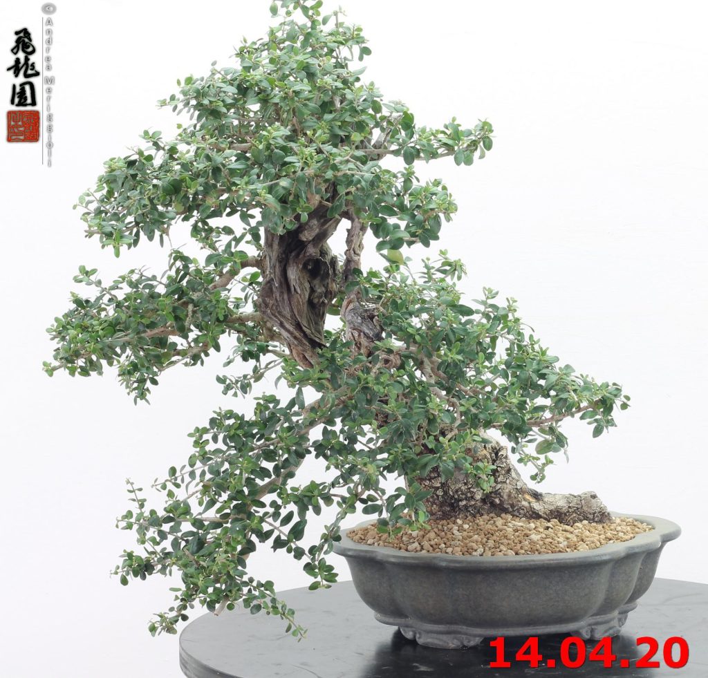 Olea oleaster – Hiryuen