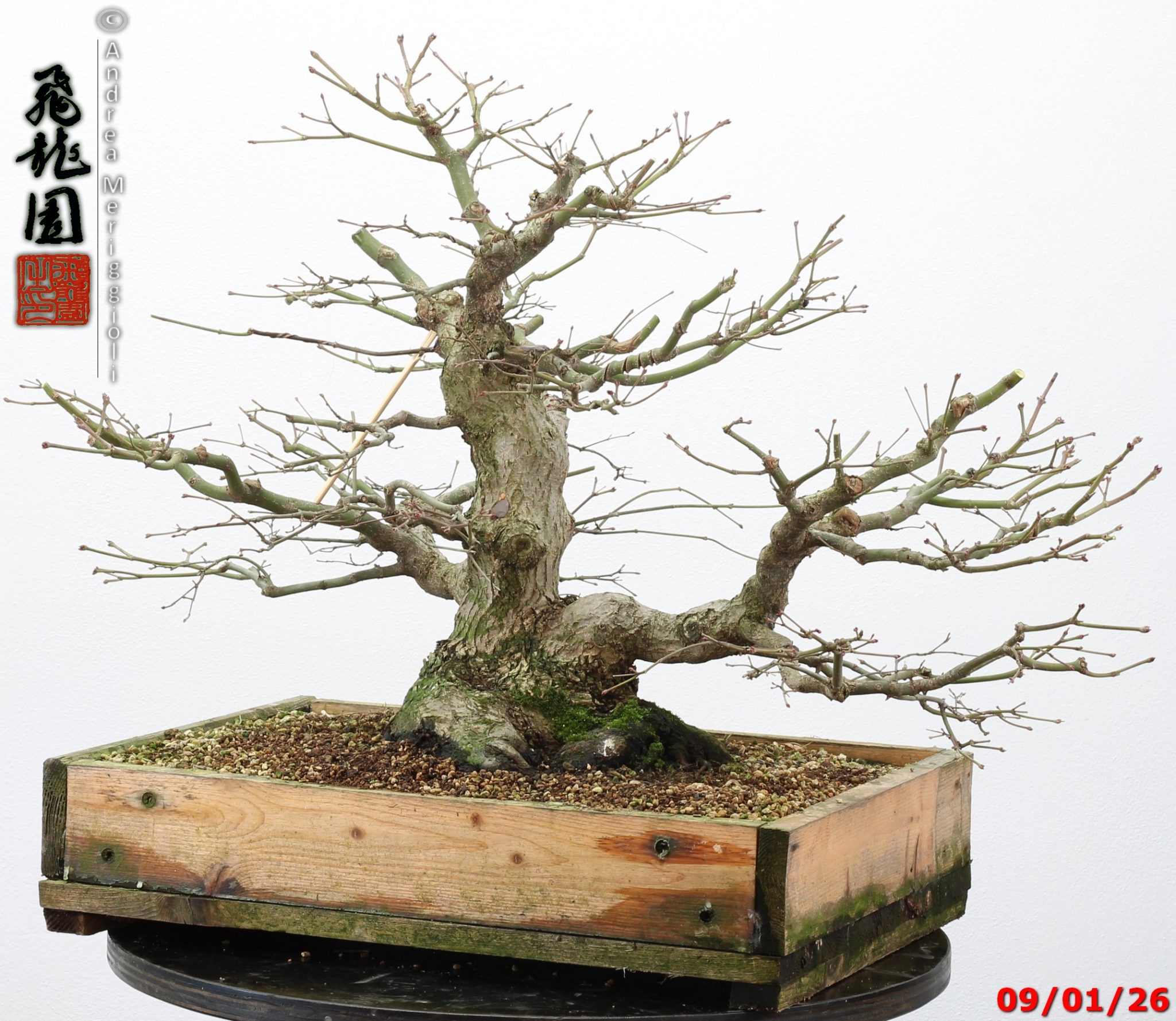 Acer palmatum – Hiryuen