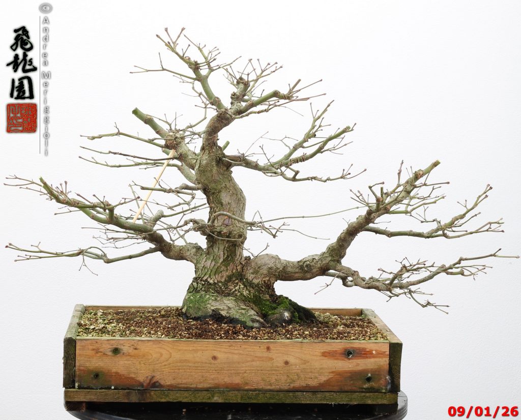 Acer palmatum – Hiryuen