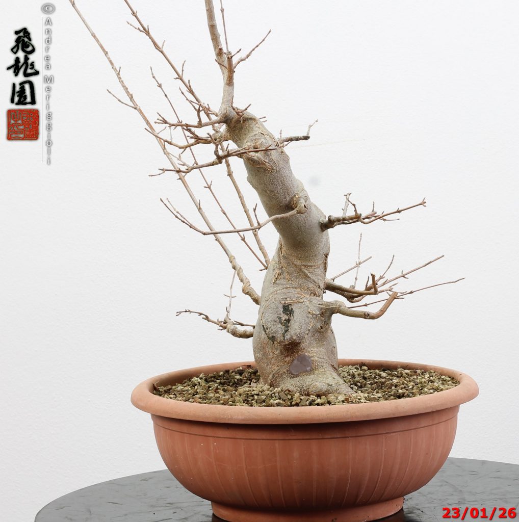 Acer buergerianumBonsai di acero tridente – Hiryuen
