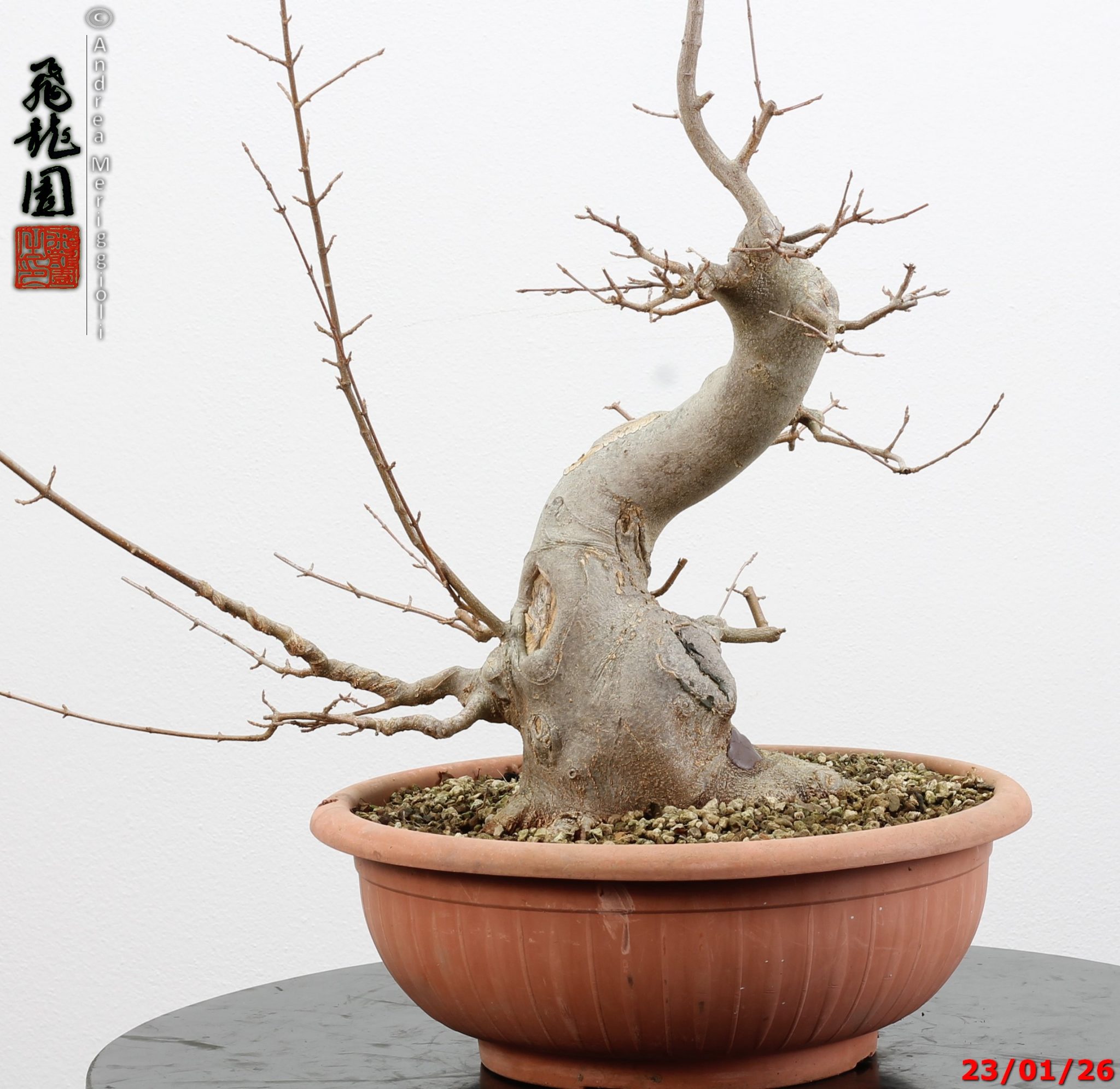 Acer buergerianumBonsai di acero tridente – Hiryuen