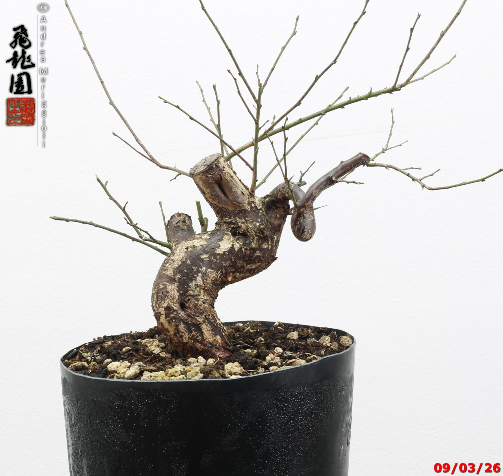 Prunus mume shohin – Hiryuen